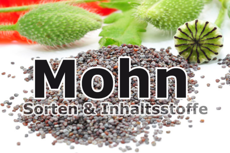 Mohn: graues Gold aus dem Waldviertel » gesund.co.at