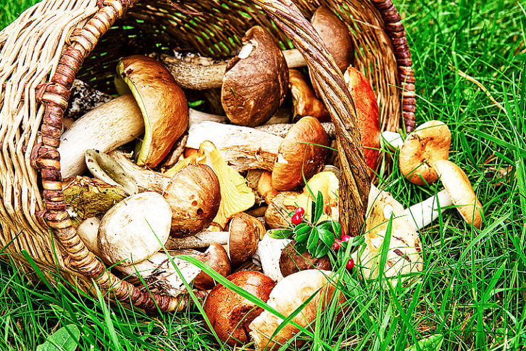 Die besten Tipps und Tricks zur Pilzsaison im Herbst » gesund.co.at